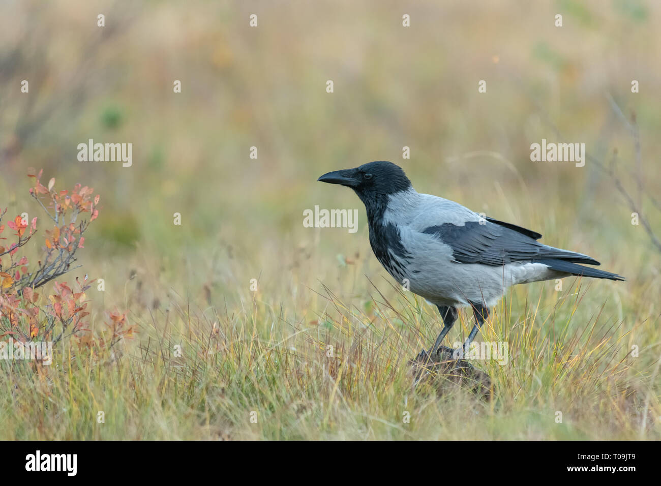 Corvi e i loro alleati immagini e fotografie stock ad alta risoluzione ...