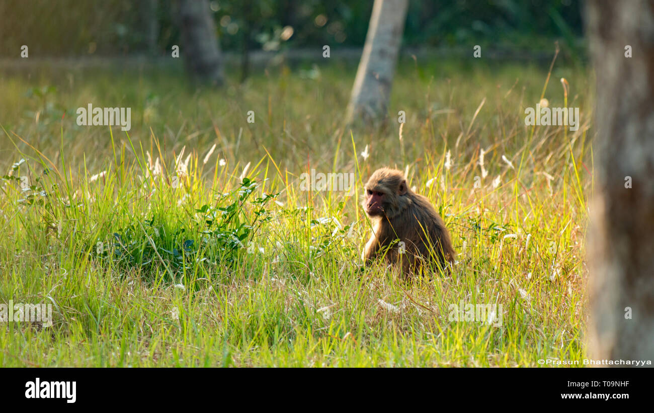 Scimmie di palude immagini e fotografie stock ad alta risoluzione - Alamy