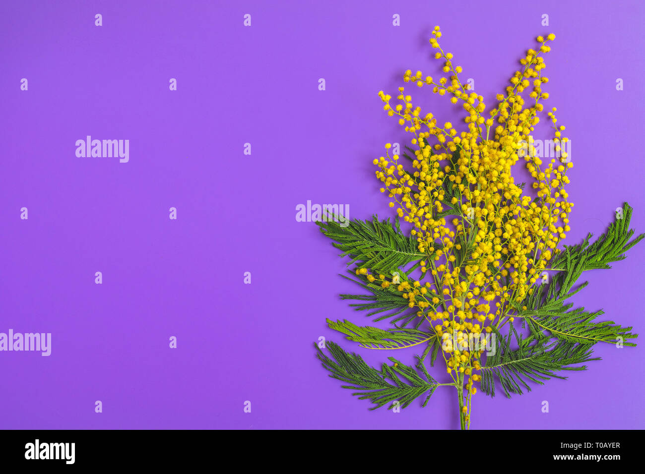 Biglietto di auguri con la Mimosa (Acacia dealbata, argento, graticcio ...
