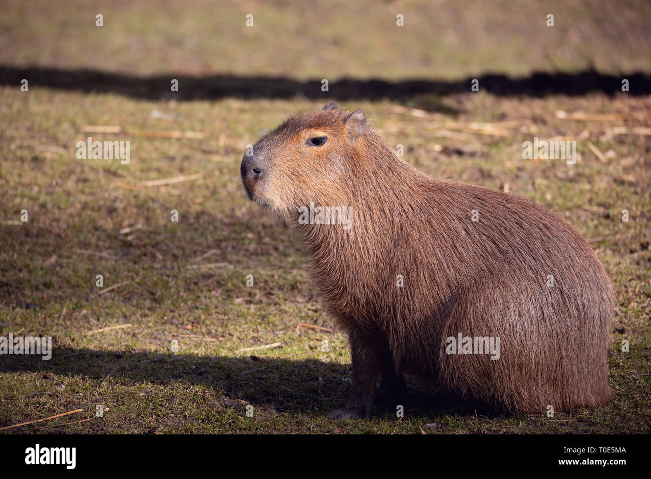 Fiume Dei Roditori Immagini e Fotos Stock - Alamy