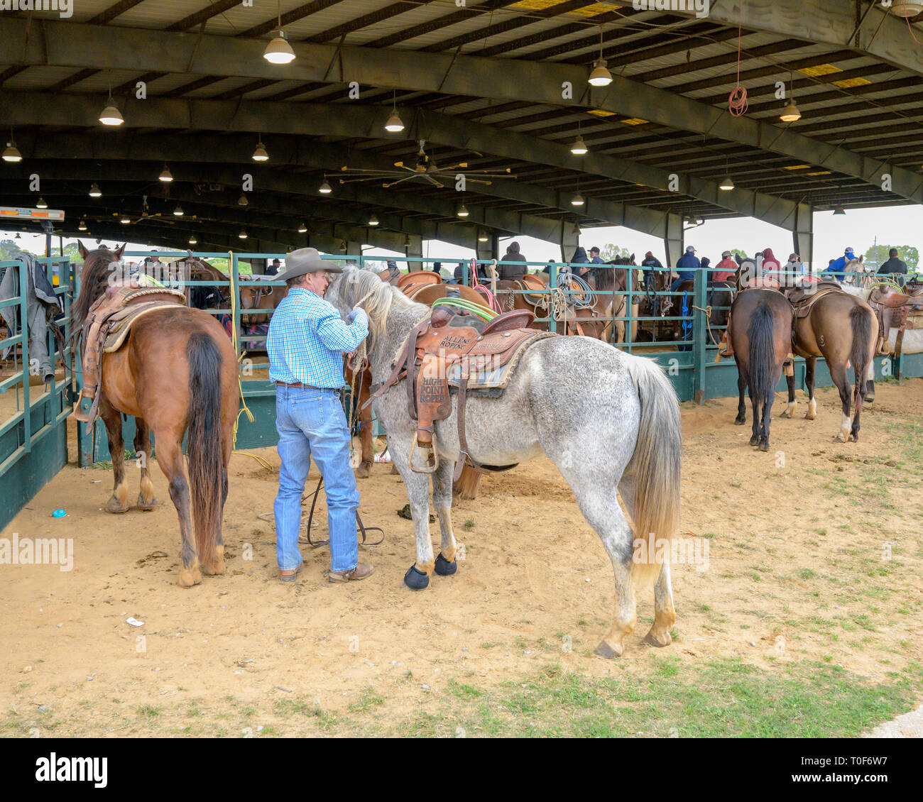 Cavalli sellati immagini e fotografie stock ad alta risoluzione - Alamy