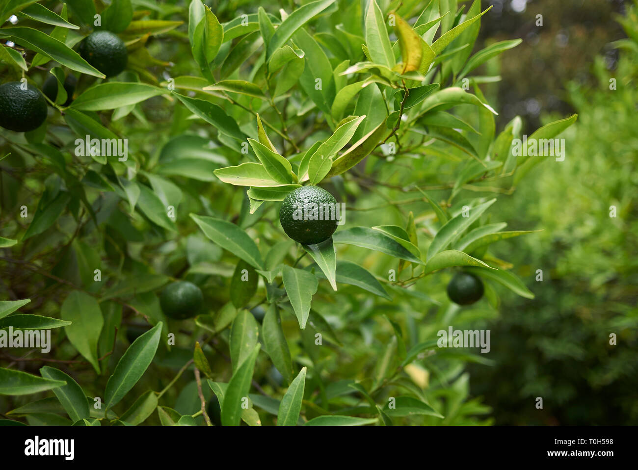Citrus reticulata immagini e fotografie stock ad alta risoluzione - Alamy