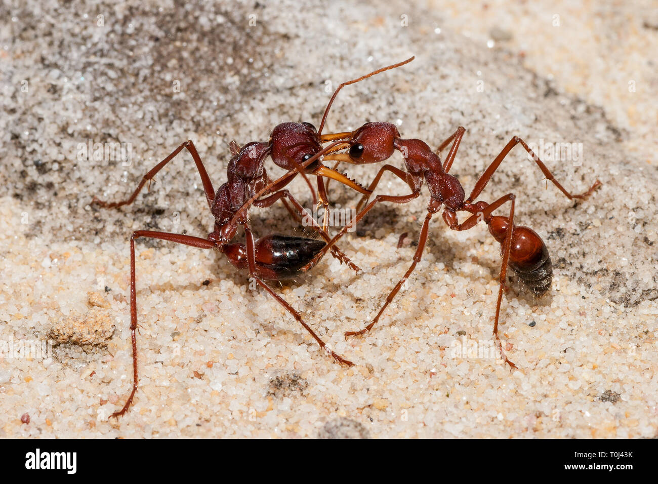 Formica di toro australiano immagini e fotografie stock ad alta ...