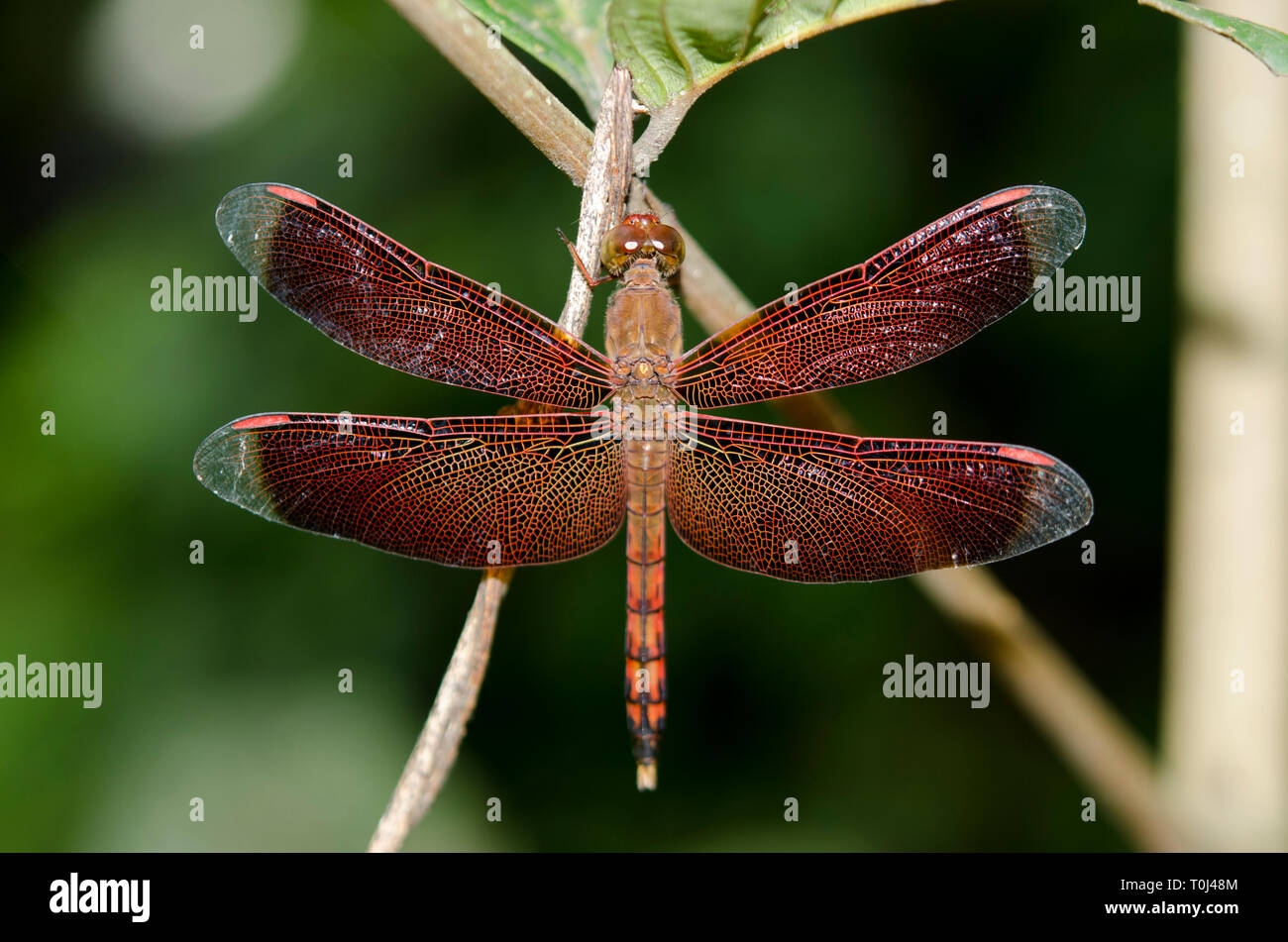 Libellula indonesiana dalle ali rosse immagini e fotografie stock ad ...