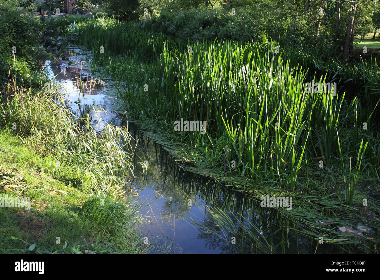 Dorset stour großbritannien immagini e fotografie stock ad alta ...