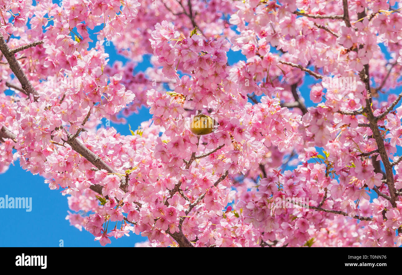 Japanese bird cherry blossom immagini e fotografie stock ad alta ...
