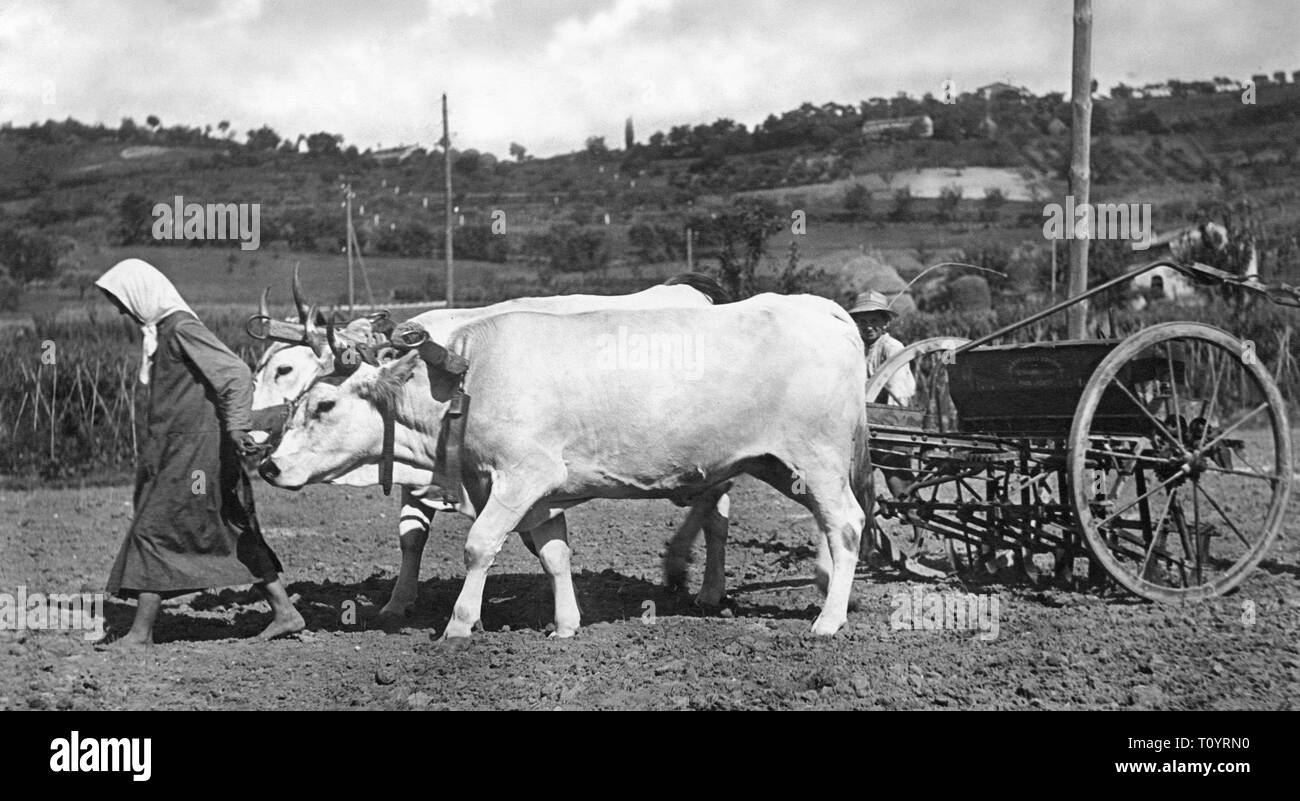 Contadini che arano il campo immagini e fotografie stock ad alta ...