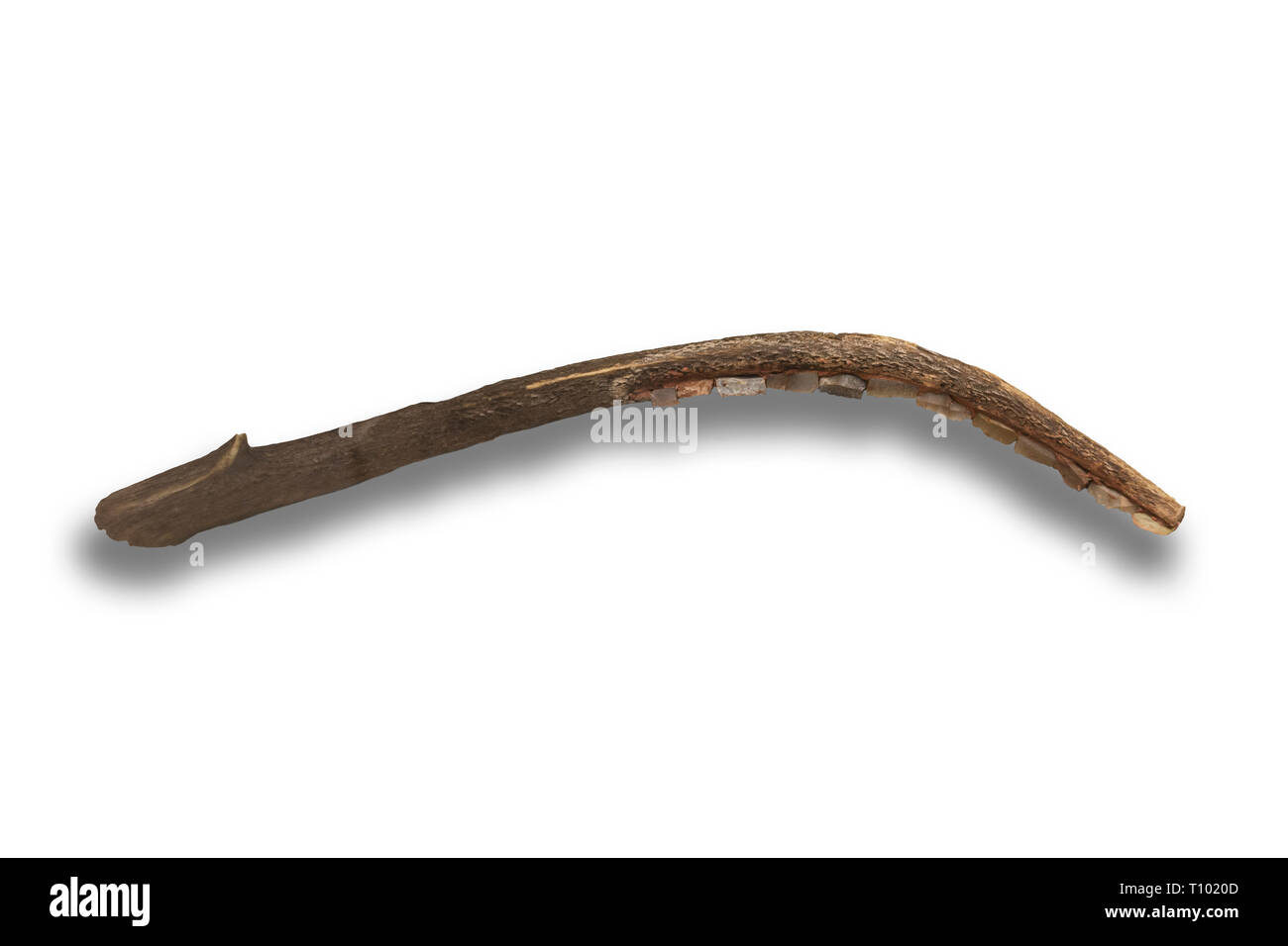 Il neolitico la falce fatta con silex lame. La falce influenzata in età ...