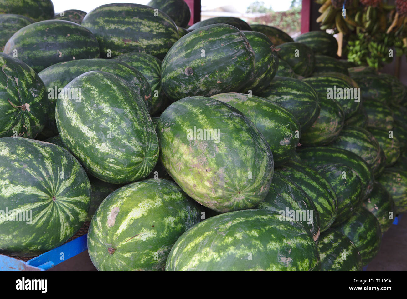 Pile of watermelons immagini e fotografie stock ad alta risoluzione - Alamy