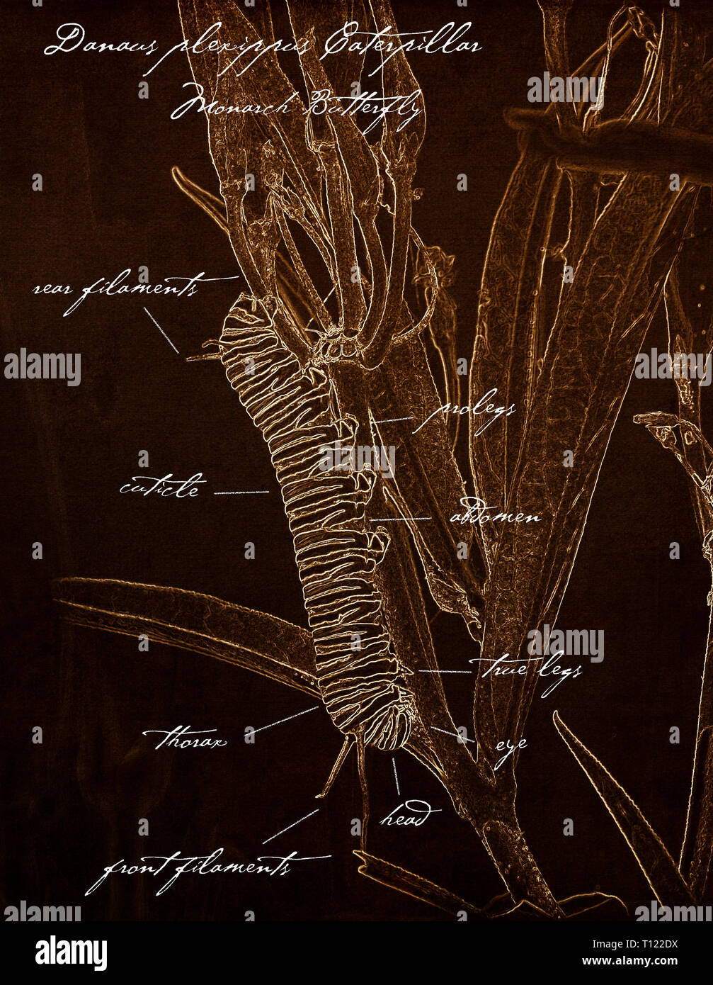 Anatomia degli invertebrati immagini e fotografie stock ad alta ...