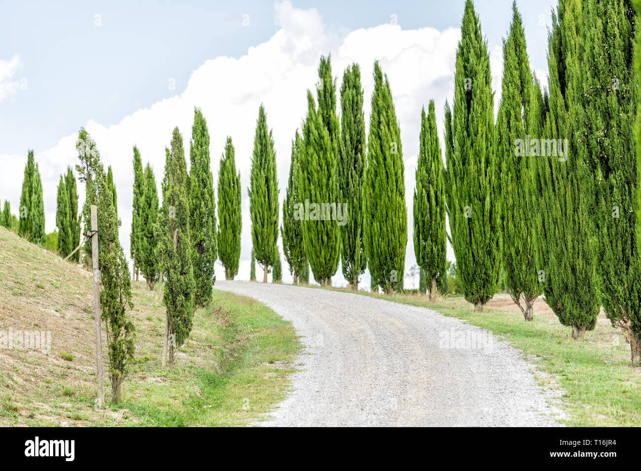 Strada sterrata con cipressi in primavera immagini e fotografie stock ...