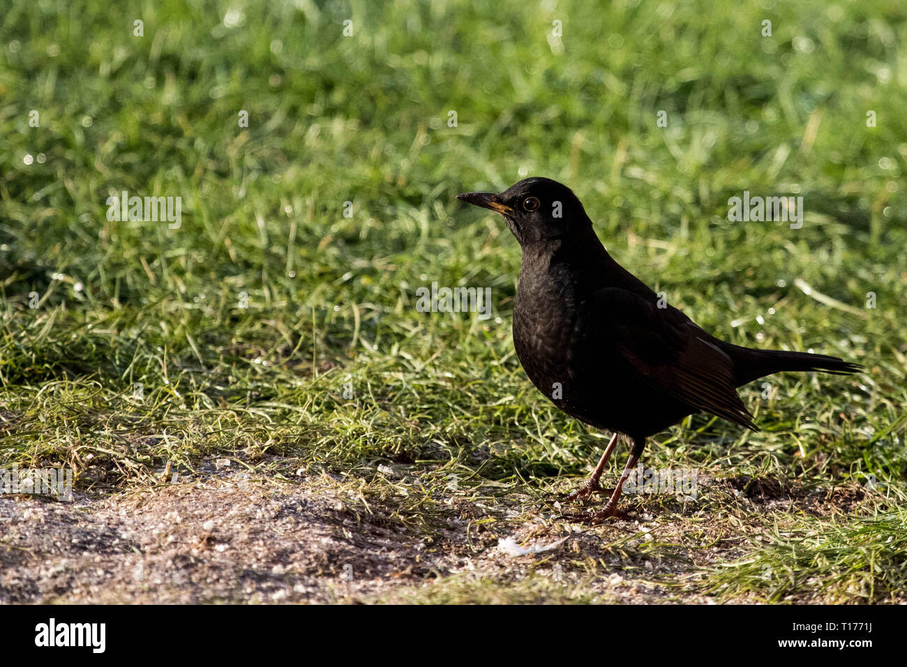 Merlo europeo turdus merula adulto femmina immagini e fotografie stock ...