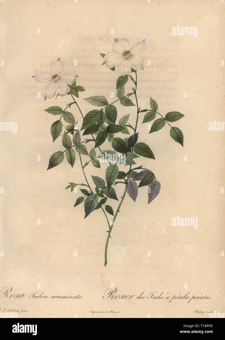 Bianco e rosa rosa Cina, Rosa chinensis. Rosa indica acuminati, Rosier ...