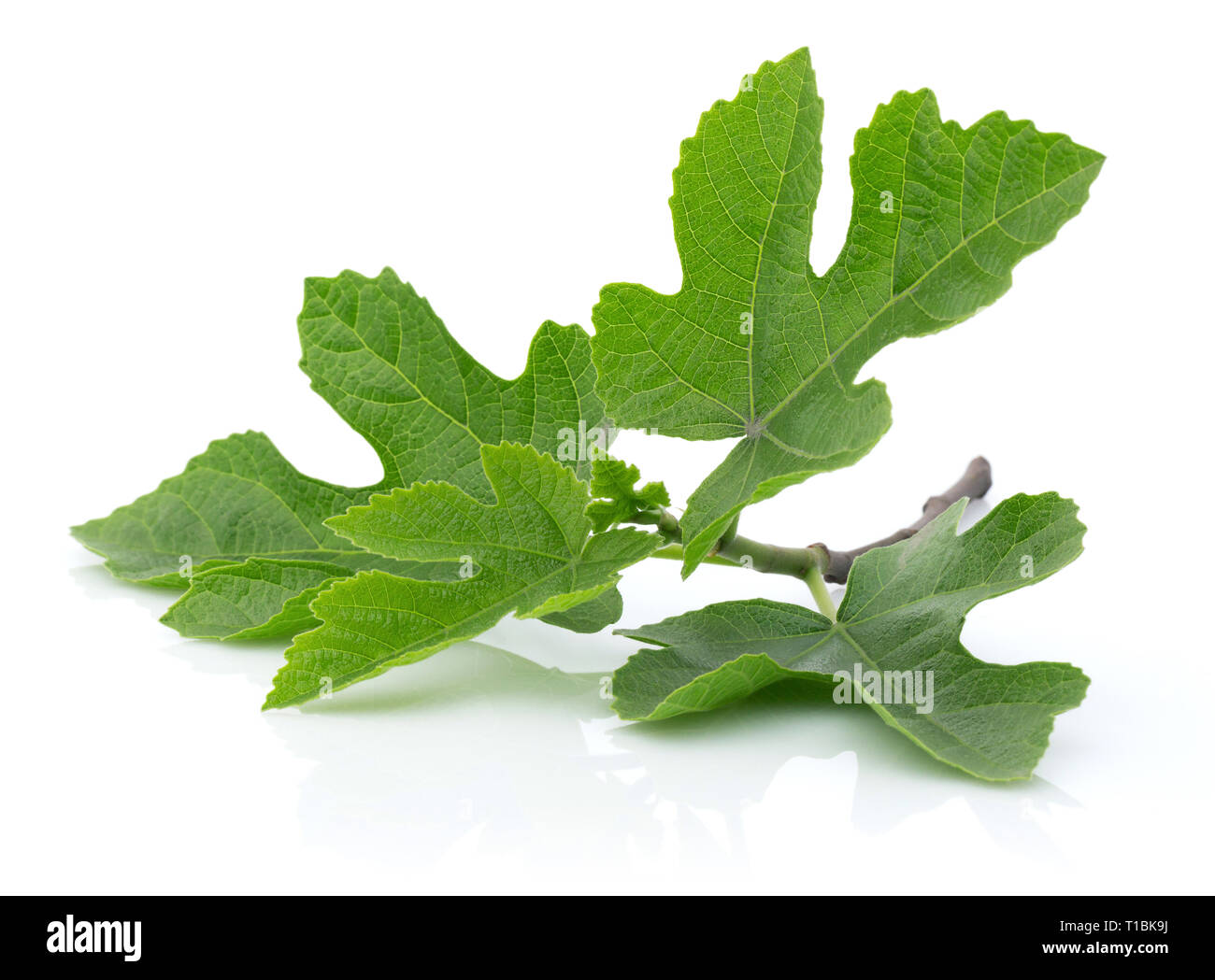 Albero di fico Immagini senza sfondo e Foto Stock ritagliate - Alamy