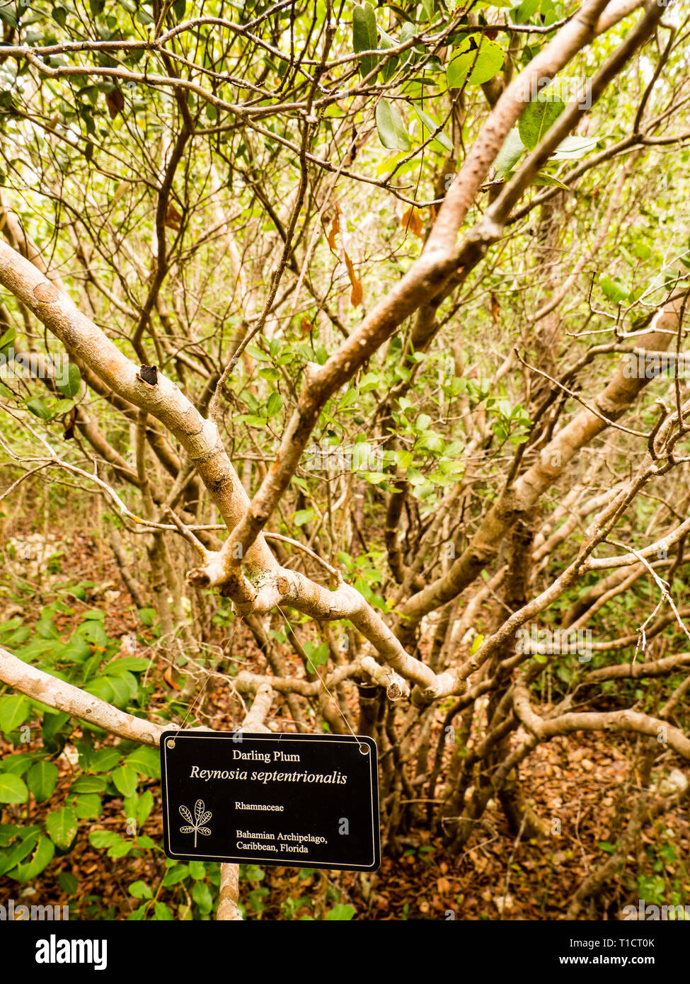 Caro plumb tree immagini e fotografie stock ad alta risoluzione - Alamy