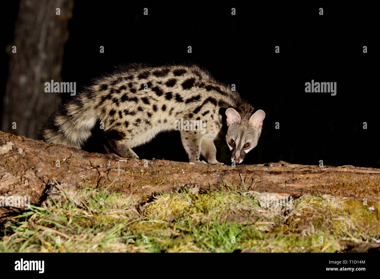 Genetta a piccola macchia genetta genetta immagini e fotografie stock ...