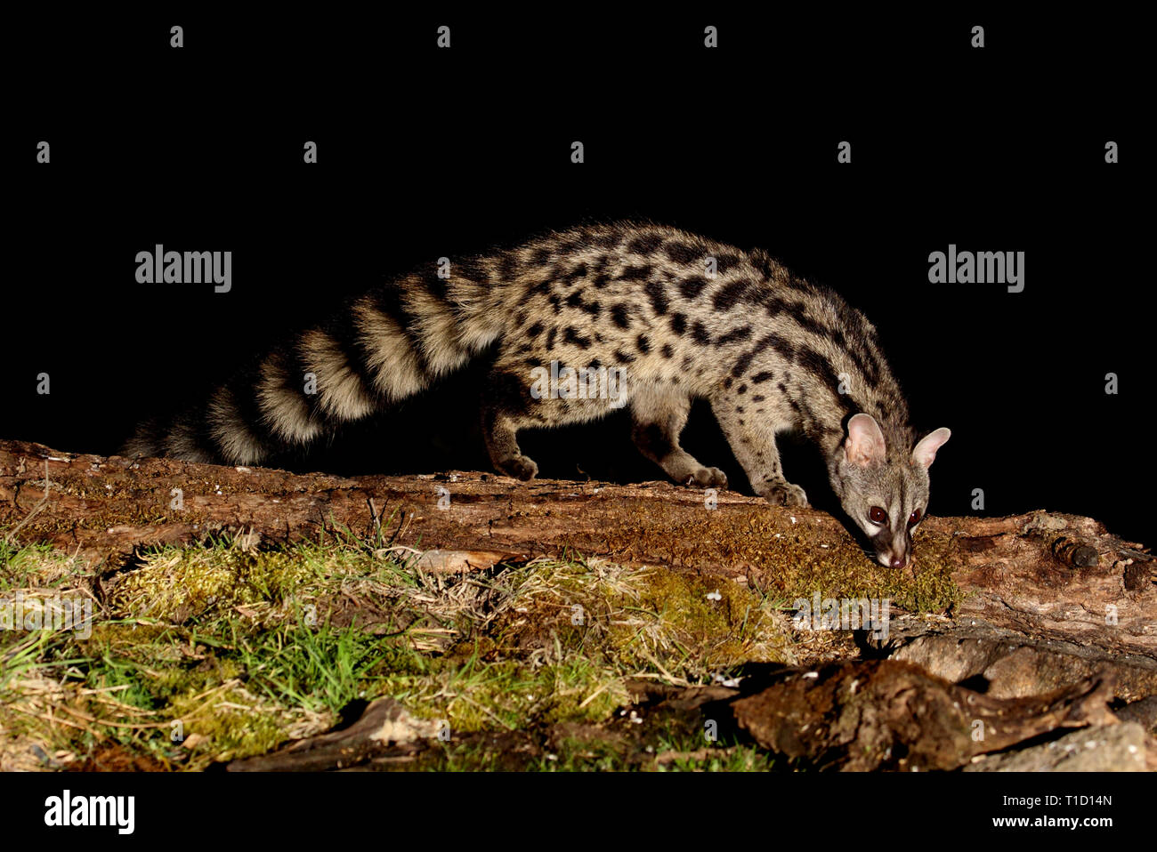 Piccola genetta spotted genetta genetta immagini e fotografie stock ad ...