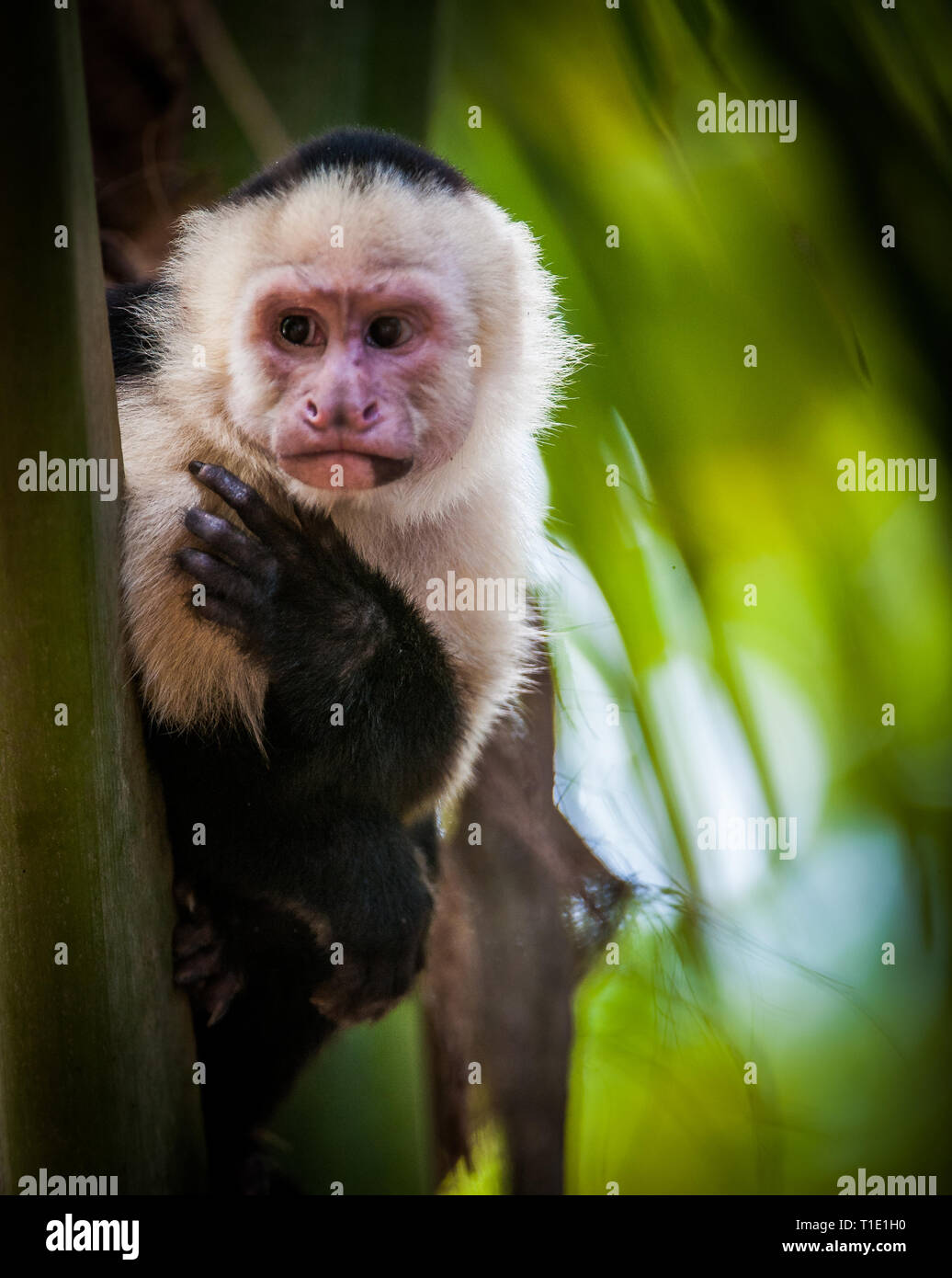 Cappuccino dalla faccia bianca della costa rica immagini e fotografie ...