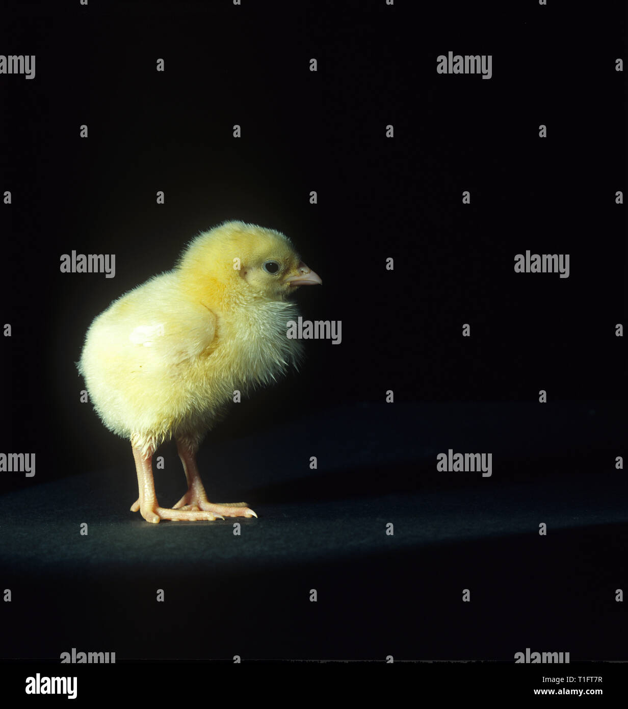 Gallina con pulcino su sfondo bianco immagini e fotografie stock ad ...