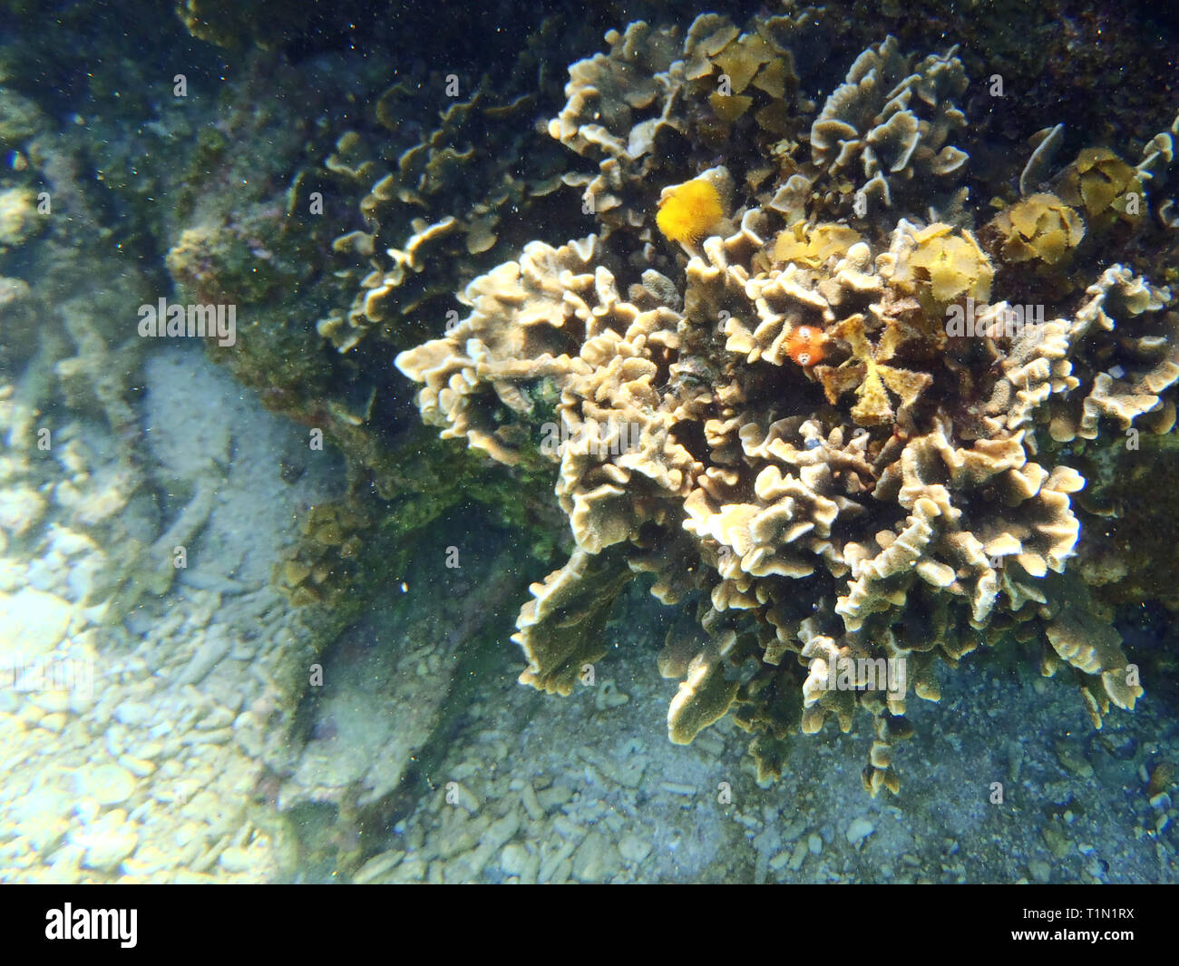 Verme della vongola immagini e fotografie stock ad alta risoluzione - Alamy