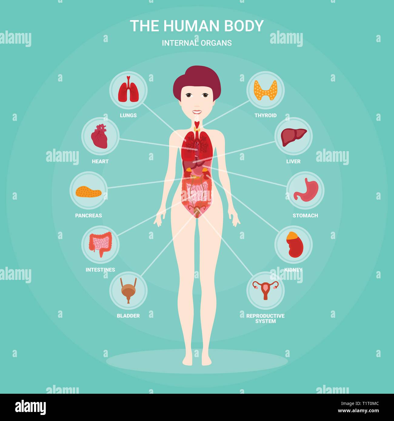 Diagramma Organi Umani Femmina