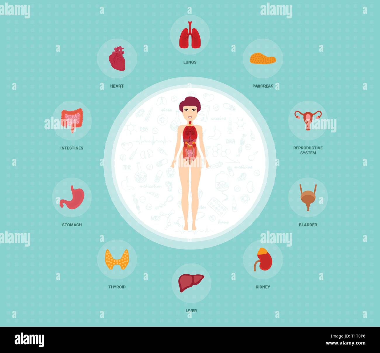 Anatomia umana ed infografico elementi con insieme di organi interni ...