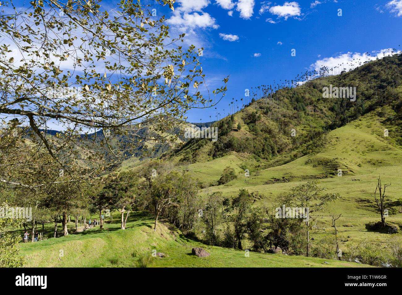 Parco Naturale Nazionale Del Nevados Immagini e Fotos Stock - Alamy