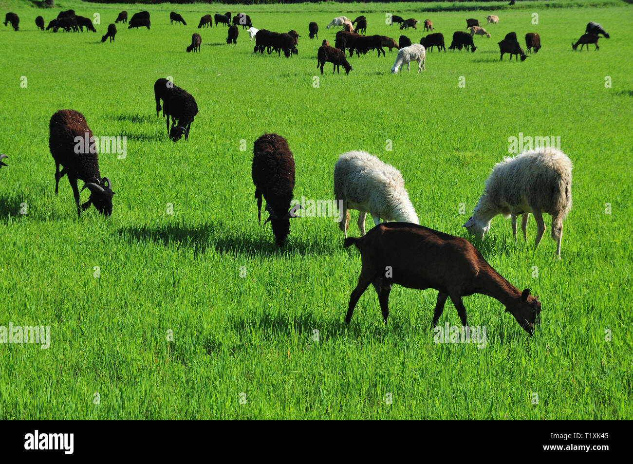 Pecore con macchie blu immagini e fotografie stock ad alta risoluzione ...