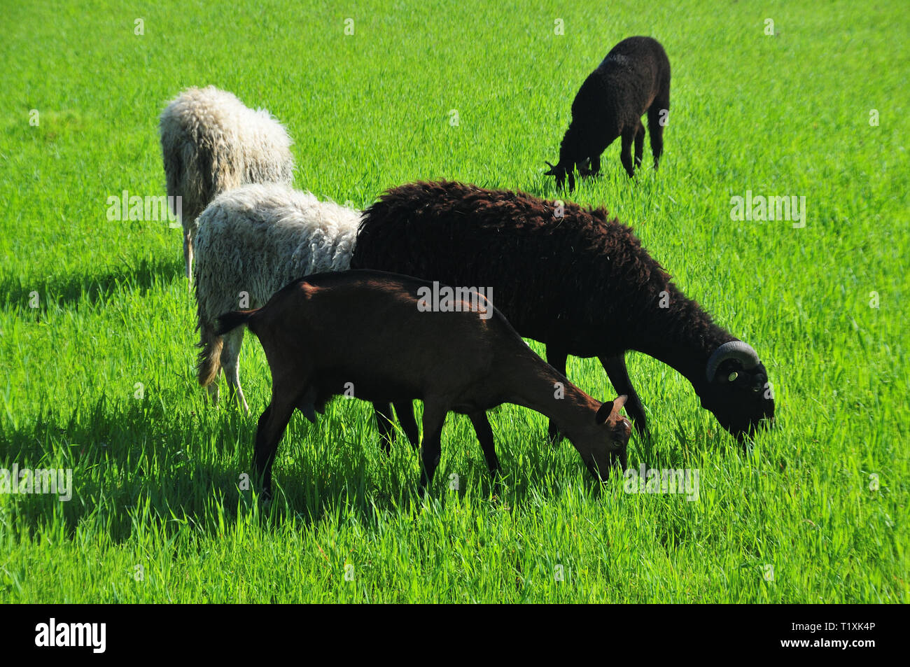 Pecore con macchie blu immagini e fotografie stock ad alta risoluzione ...