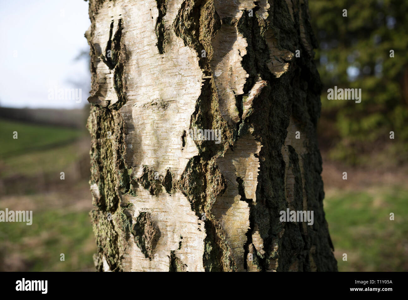 Tronco d'albero betulla pendula betulla d'argento immagini e fotografie ...