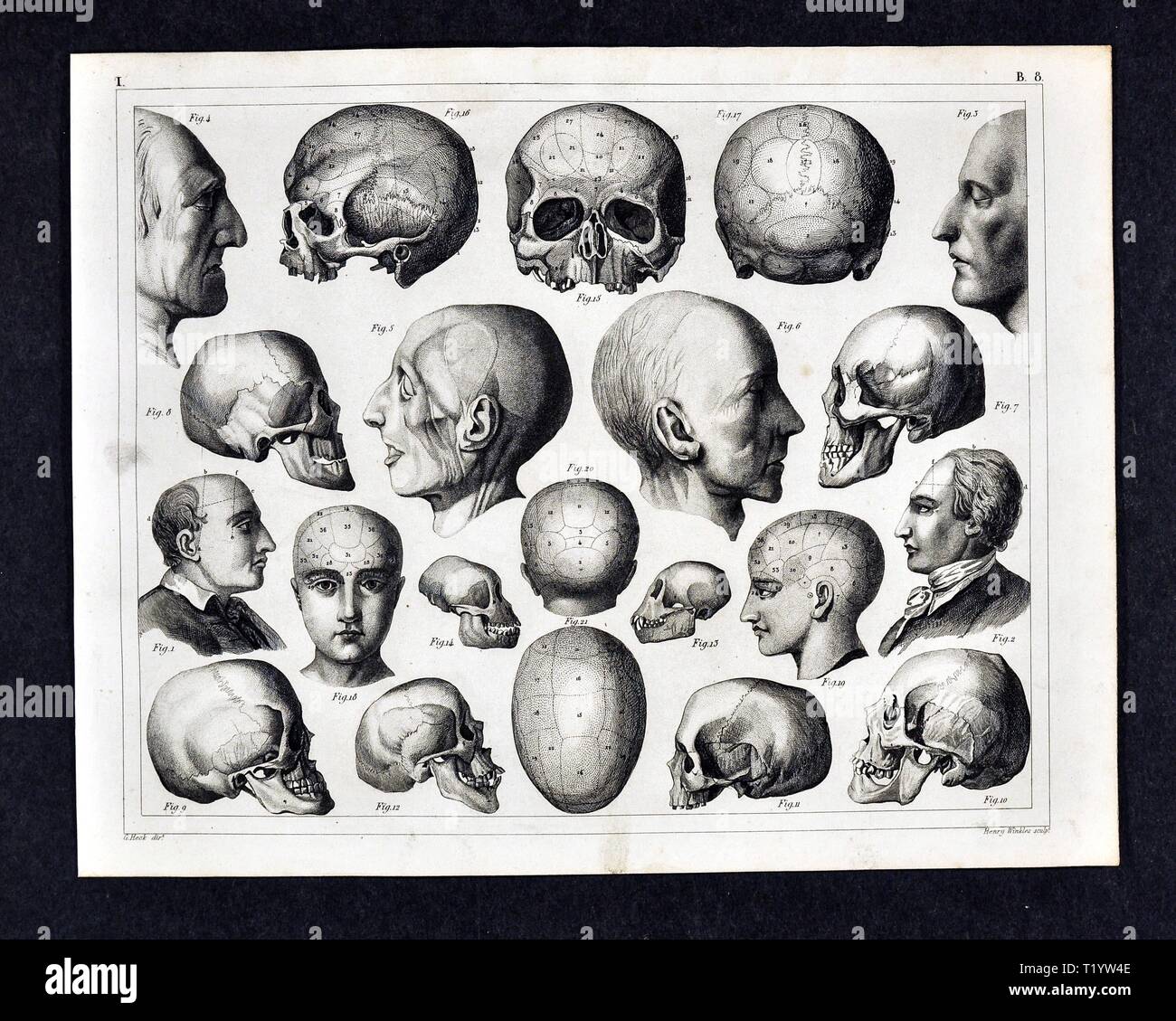 Cranio osso corpo umano anatomia cranio immagini e fotografie stock ad ...