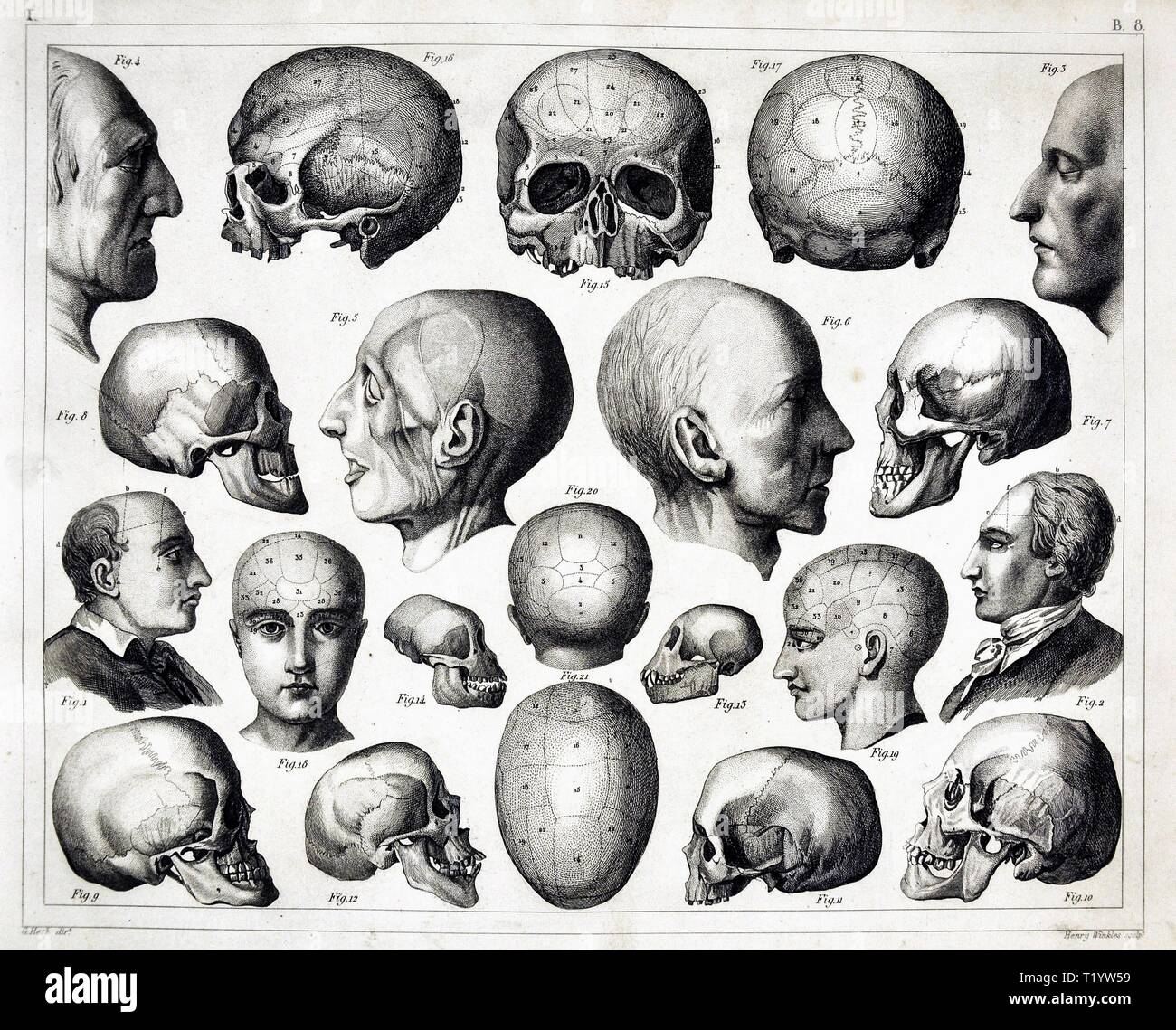 Anatomia del cranio umano immagini e fotografie stock ad alta ...