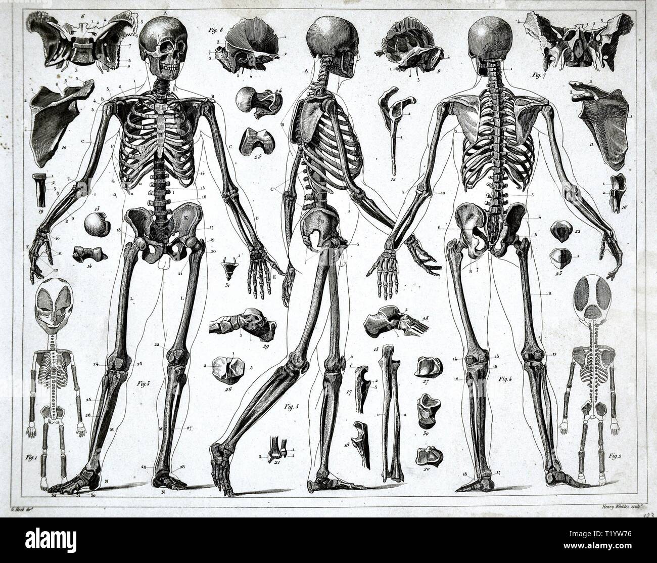 Scheletro di anatomia immagini e fotografie stock ad alta risoluzione ...