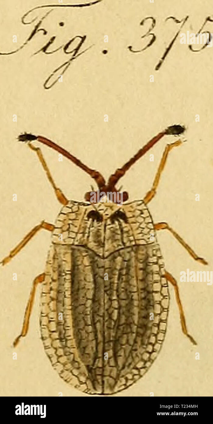 Immagine Di Archivio Da Pagina 132 Di Die Insecten Wanzenartigen Getreu