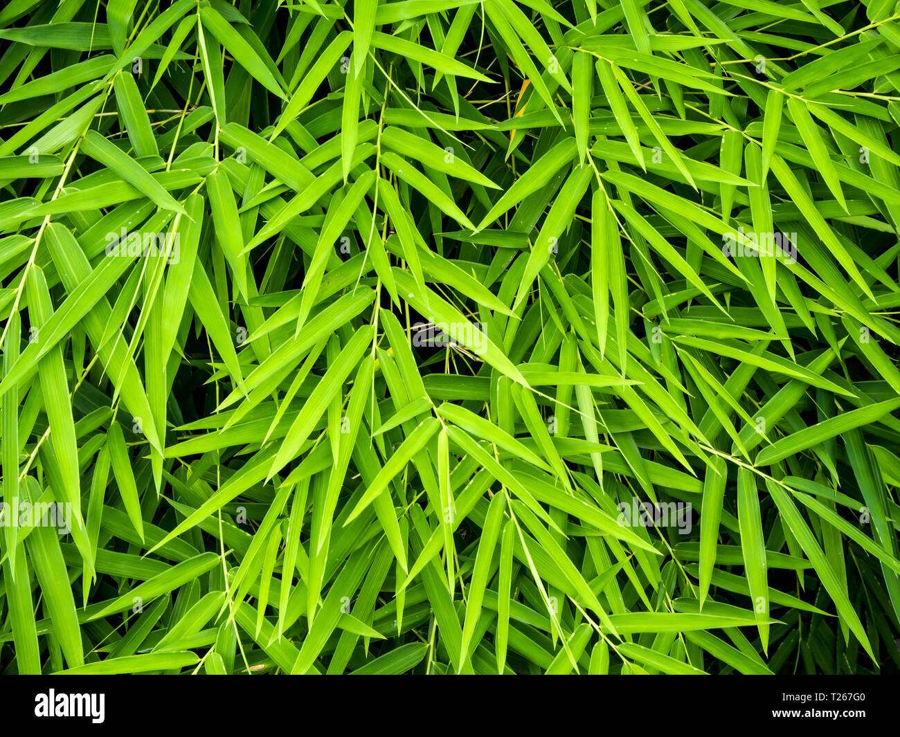 Colore verde vivo di foglie di bambù / sfondo verde Foto stock - Alamy