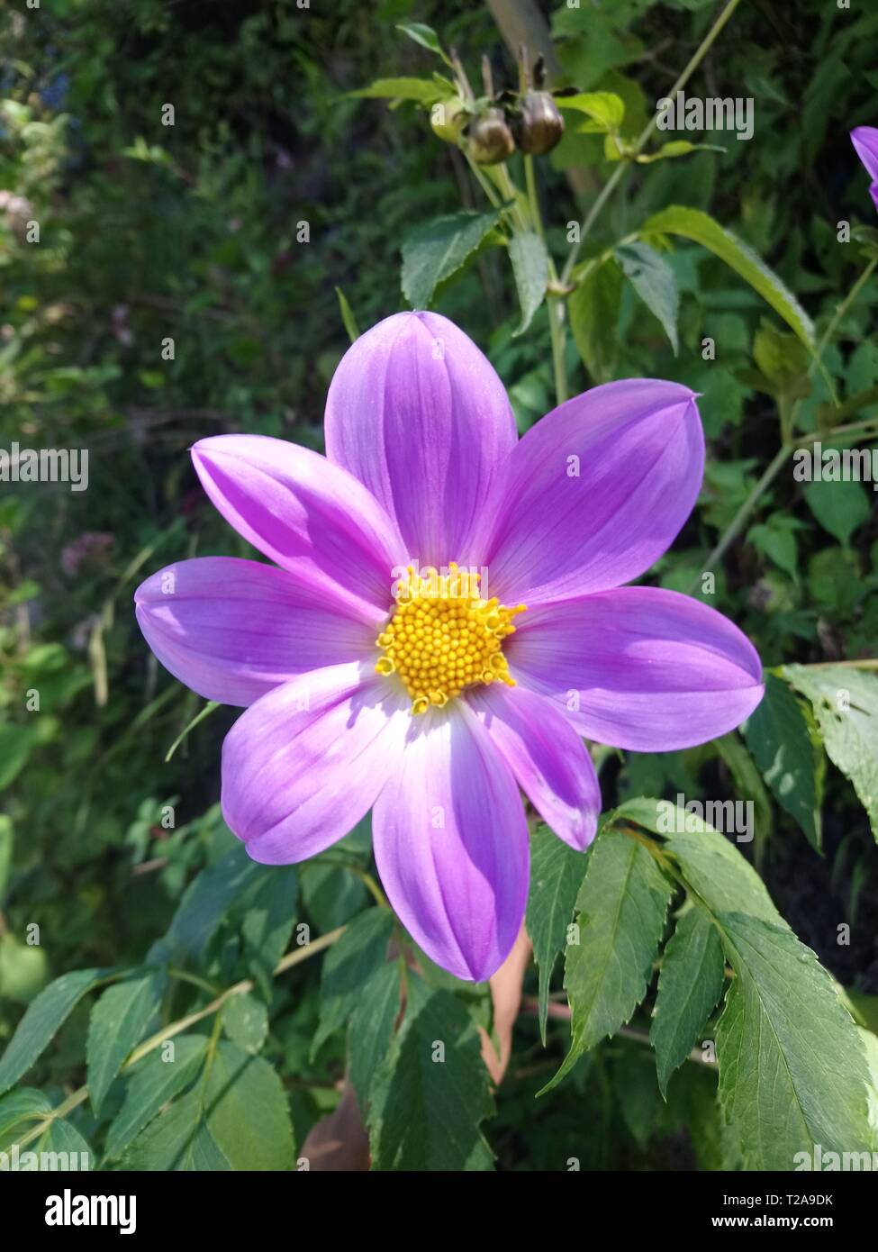 Flores de rios immagini e fotografie stock ad alta risoluzione - Alamy