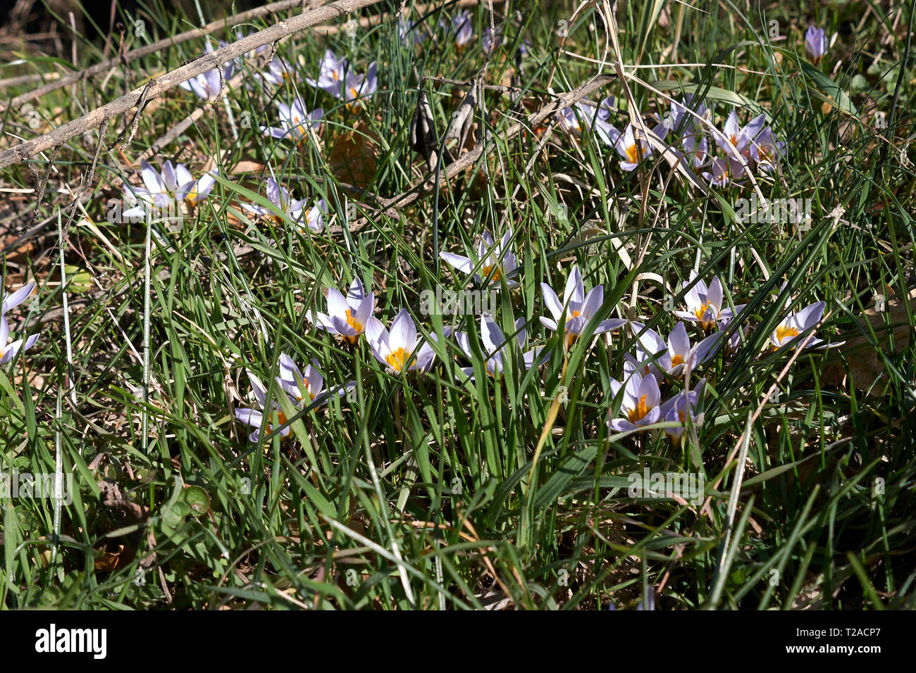 Piante corm immagini e fotografie stock ad alta risoluzione - Alamy
