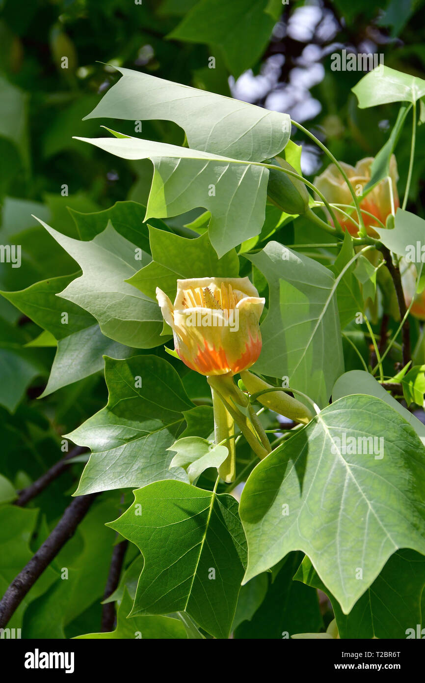 Tulpenbaum liriodendron tulipifera immagini e fotografie stock ad alta ...