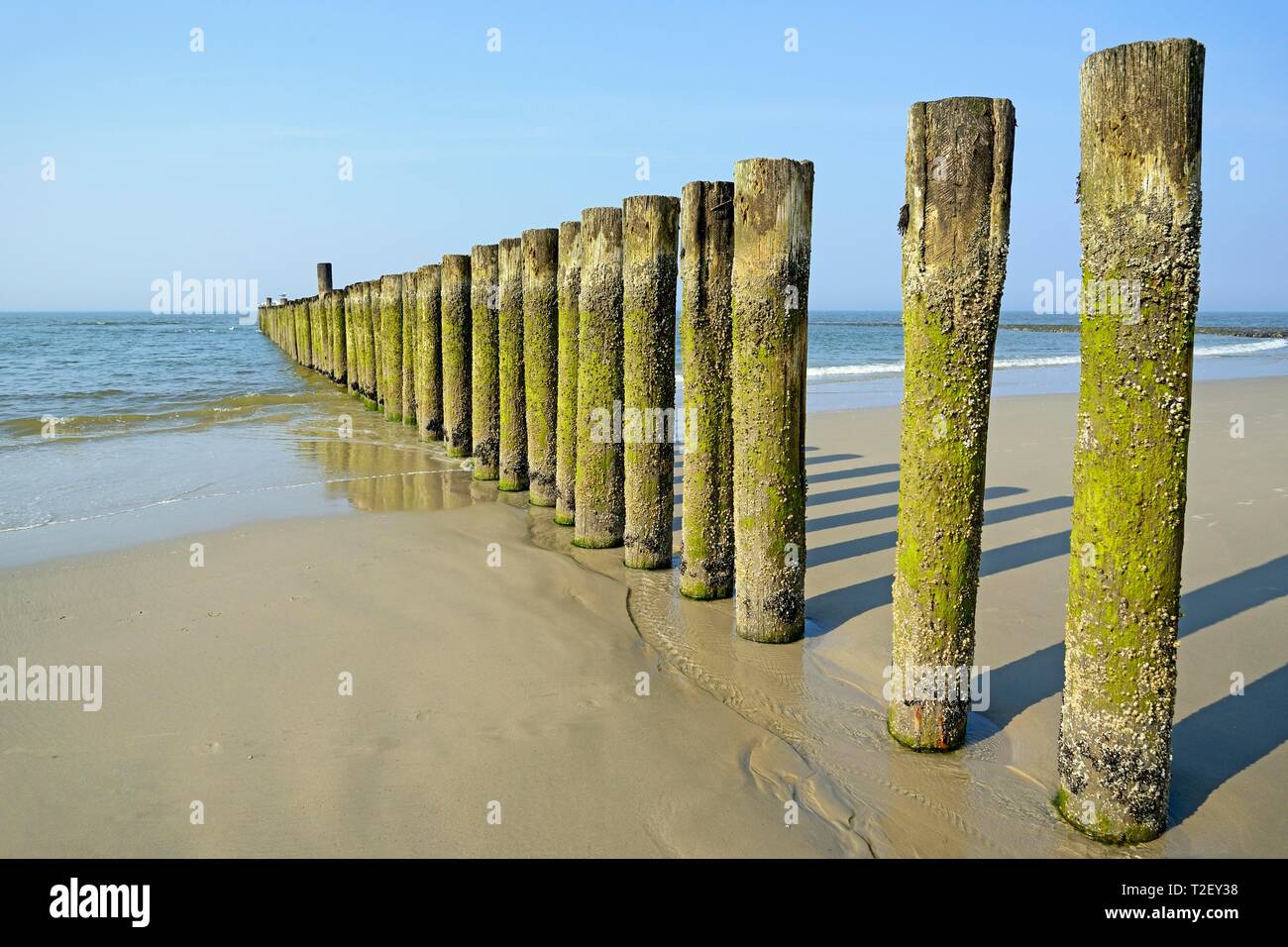 Frangiflutti con alghe e cirripedi balanidi a bassa marea immagini e ...