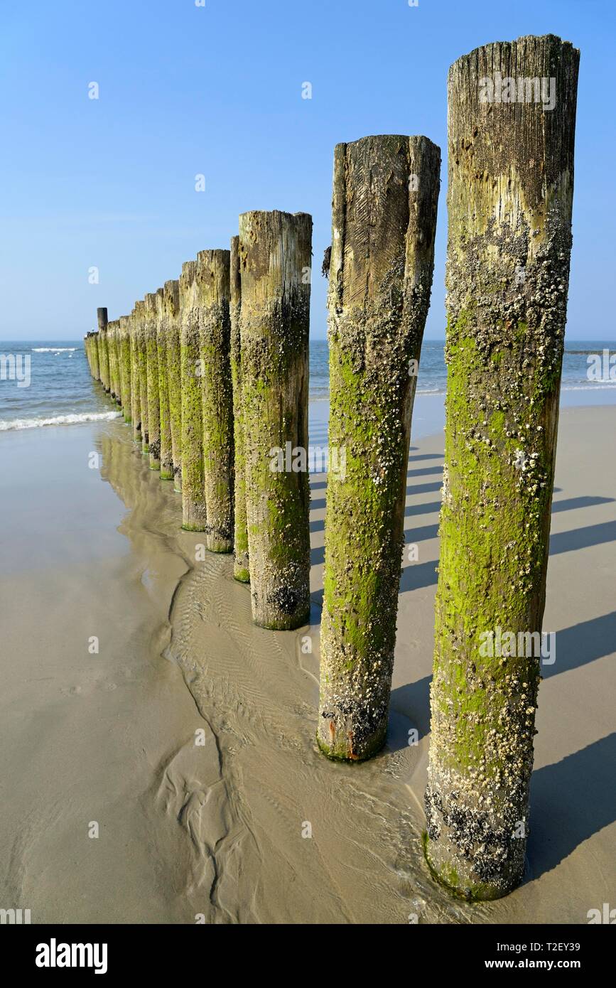 Frangiflutti con alghe e cirripedi balanidi a bassa marea immagini e ...