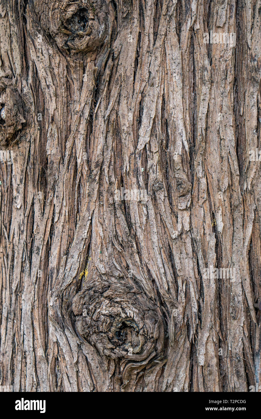 Albero texture immagini e fotografie stock ad alta risoluzione - Alamy