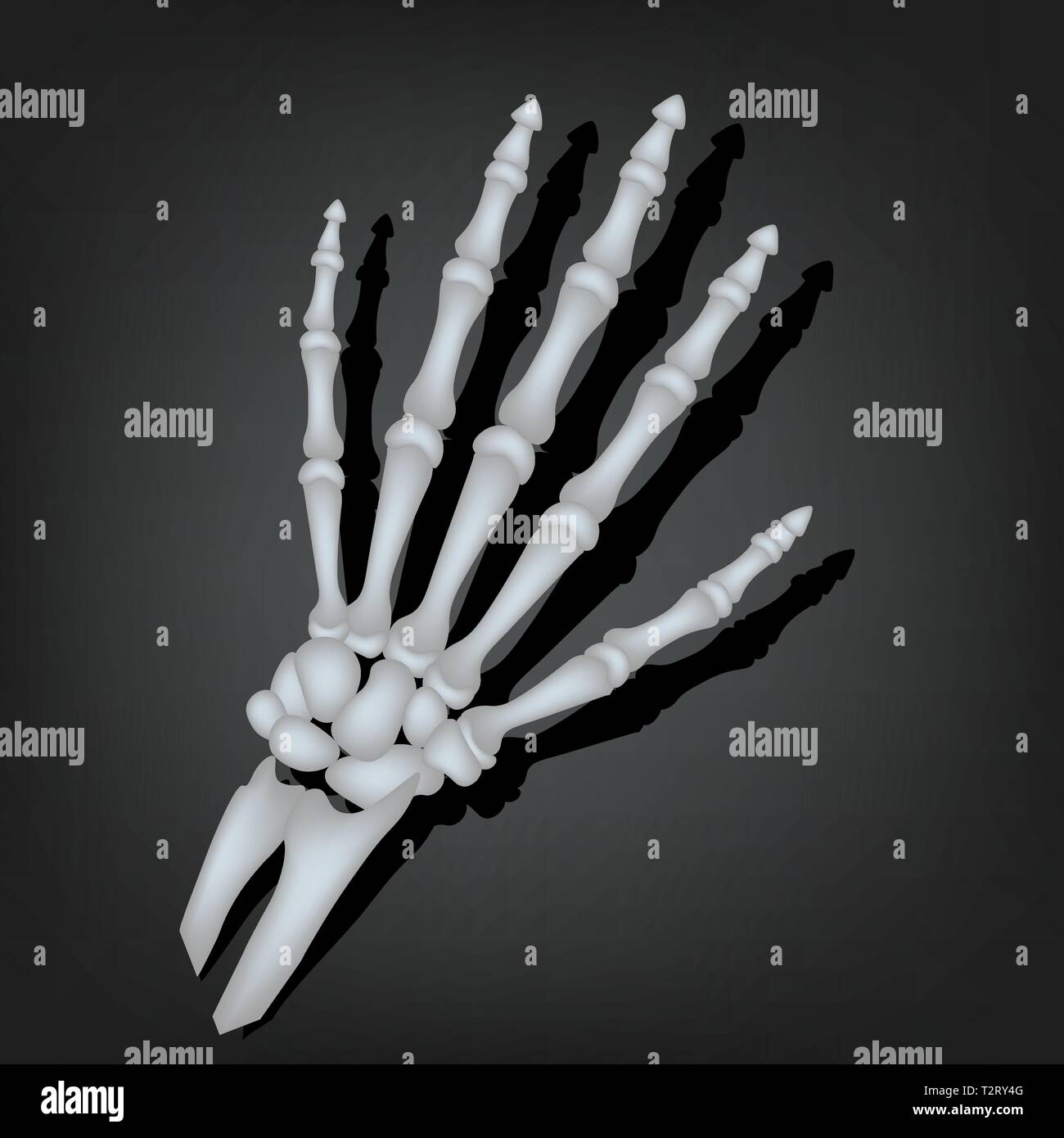 Mano scheletro Immagini Vettoriali Stock - Alamy