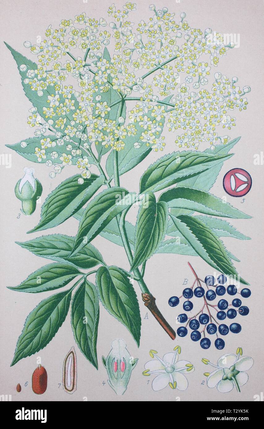 Sambucus illustration immagini e fotografie stock ad alta risoluzione ...