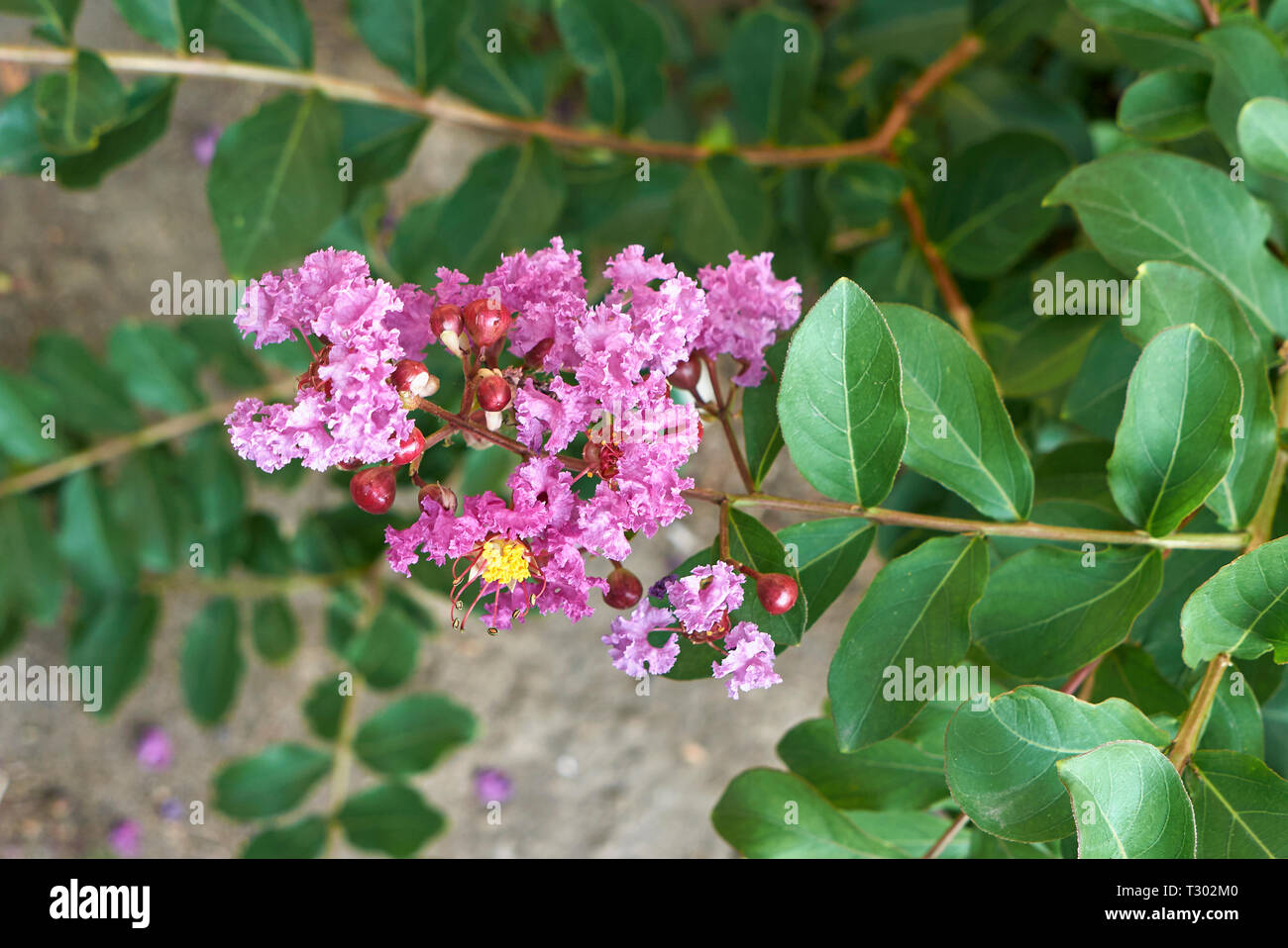 Lagerstroemia lagerstroemia indica immagini e fotografie stock ad alta ...