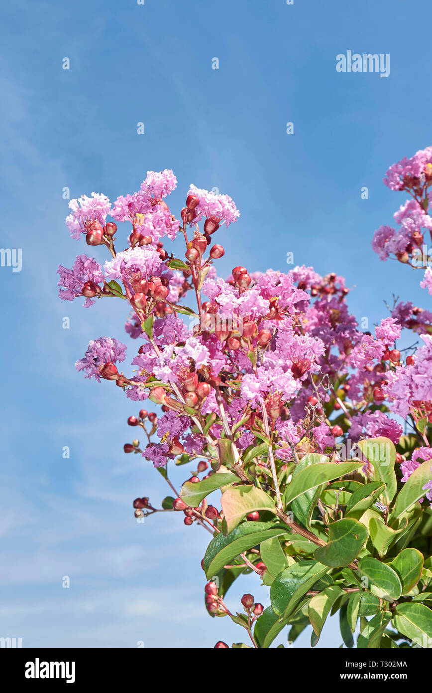 Lagerstroemia lagerstroemia indica immagini e fotografie stock ad alta ...