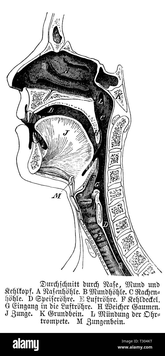 Anatomia della laringe Foto e Immagini Stock in Bianco e Nero - Alamy