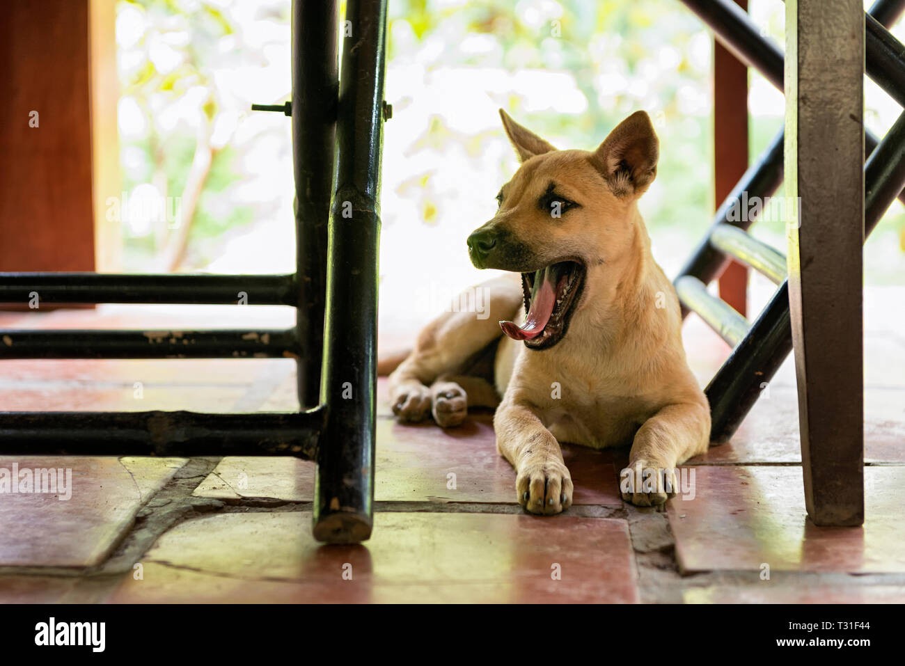 Mescolare lo sbadiglio del cane immagini e fotografie stock ad alta ...