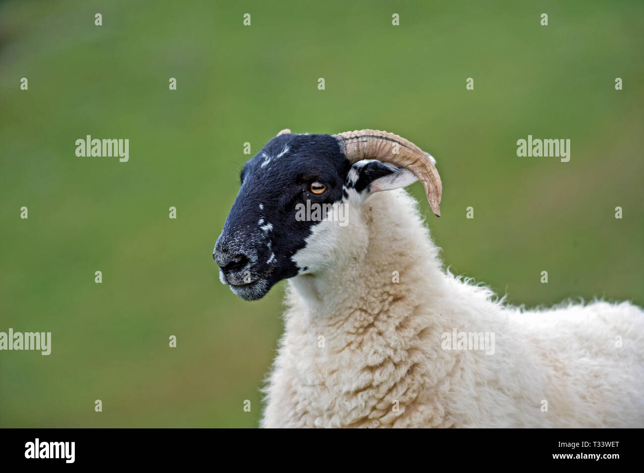 Razze robuste di pecore immagini e fotografie stock ad alta risoluzione ...