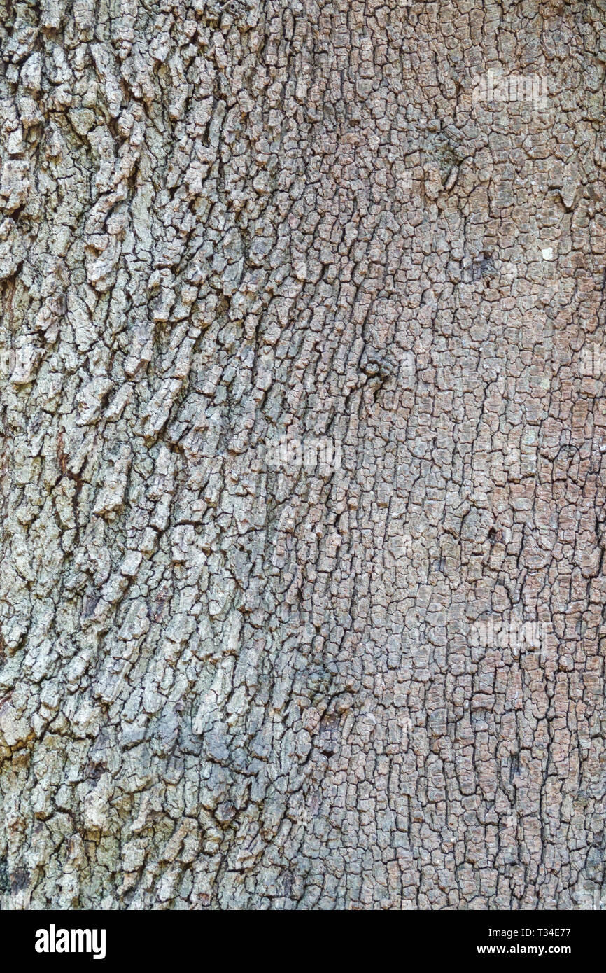 Quercus ilex leccio immagini e fotografie stock ad alta risoluzione - Alamy