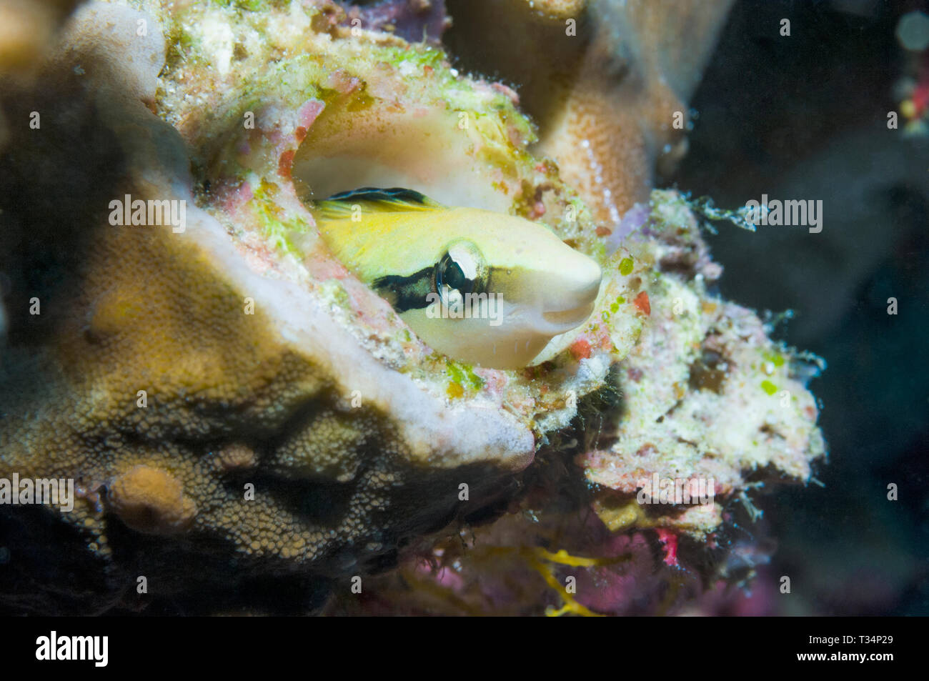 Aspidontus taeniatus taeniatus immagini e fotografie stock ad alta ...